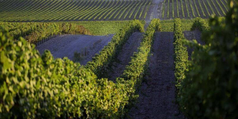 2hr Cork Safari in a Classical Land Rover - Who Is This Tour Best For?