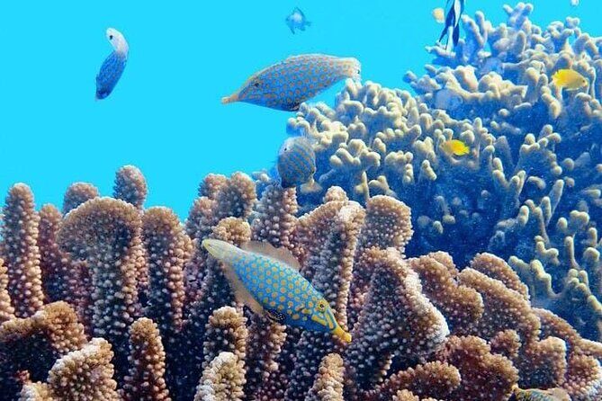 2x1 Tour: Isla Contoy, Isla Mujeres, Open Bar, Lunch and Transfers - Who Should Book This Tour?