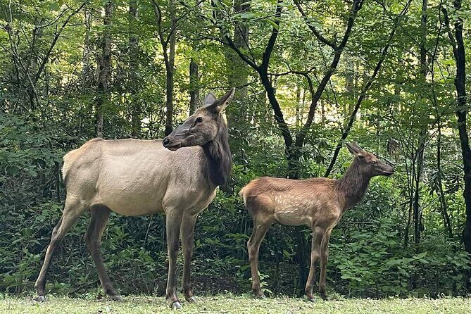 3 - 3.5 HR Smoky Mtn. Cherokee Eco Elk Safari Jeep Adventure - The Sum Up
