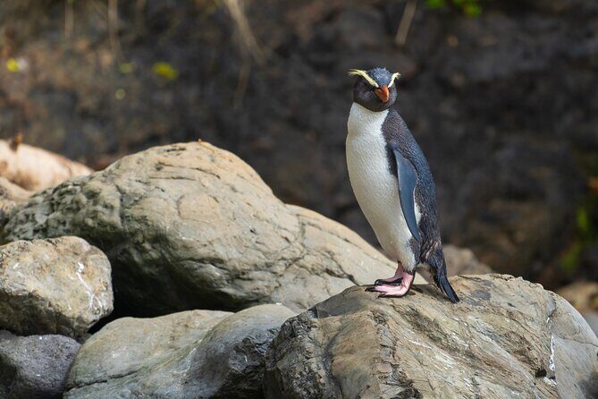 3 Day 2 Night New Zealands South Southern Highlights Tour - The Sum Up