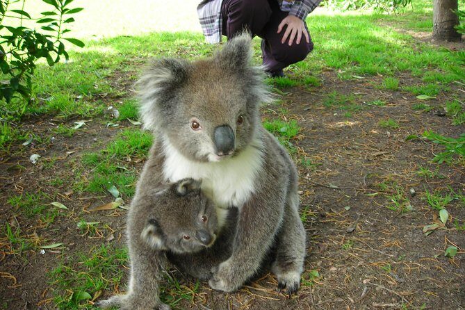 3-Day Adelaide to Melbourne Tour Including the Great Ocean Road - The Sum Up