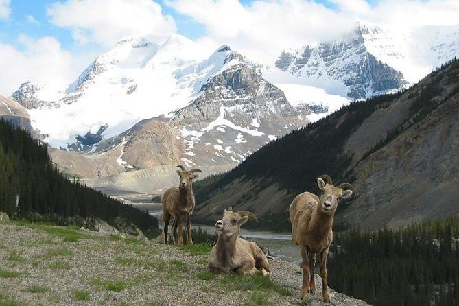 3 Day Rocky Mountains Columbia Icefields Banff and Yoho NP Tour - FAQ