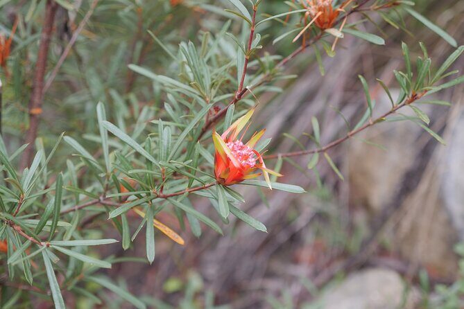 3 Day Scenic Tour of Blue Mountains from Sydney - Final Words