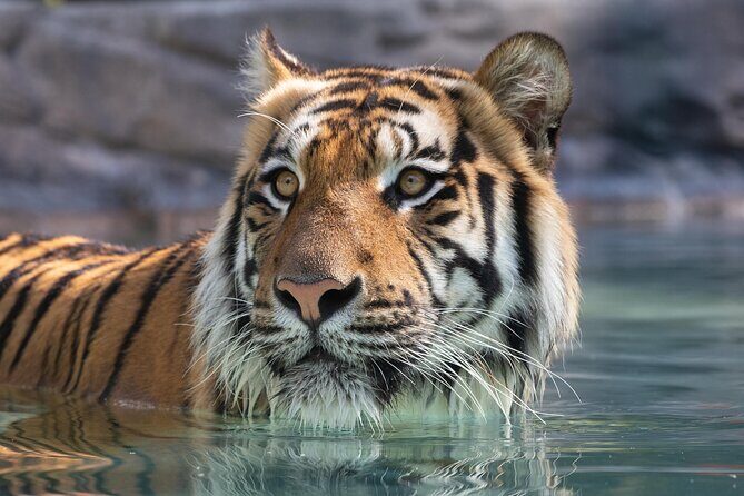 3-Day Unlimited Dreamworld, WhiteWater World & SkyPoint Ticket - An Overview of the Attractions