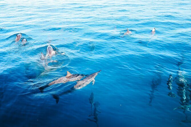 3 Hour Big Island Dolphin Watch Boat Tour, Snorkeling & BBQ Lunch - What to Expect from the 3-Hour Dolphin & Snorkel Tour
