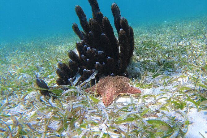 3 Hour Costa Maya Snorkeling Excursion - La Leyenda ECO-TOURS - The Experience from Start to Finish