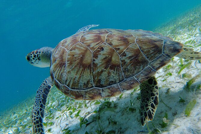 3 Hour Costa Maya Snorkeling Excursion - La Leyenda ECO-TOURS - Authenticity and Sustainability