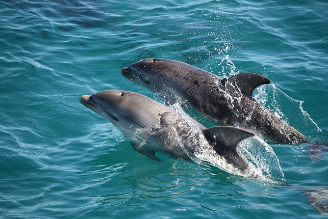 3-Hour Dolphin and Seal Sightseeing Cruise, operated with swim tour passengers - Exploring the 3-Hour Dolphin and Seal Sightseeing Cruise at Mornington Peninsula