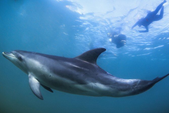 3 hour Dolphin and Seal Swim (NOV-APR) - The Sum Up: Is this tour worth it?