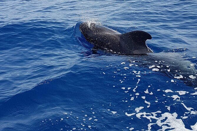 3-hour excursion to Puerto Colón Adeje to see whales - An In-Depth Look at the 3-Hour Whale Watching Adventure