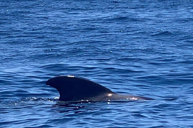 3-hour excursion to Puerto Colón Adeje to see whales - FAQ – Your Practical Questions Answered