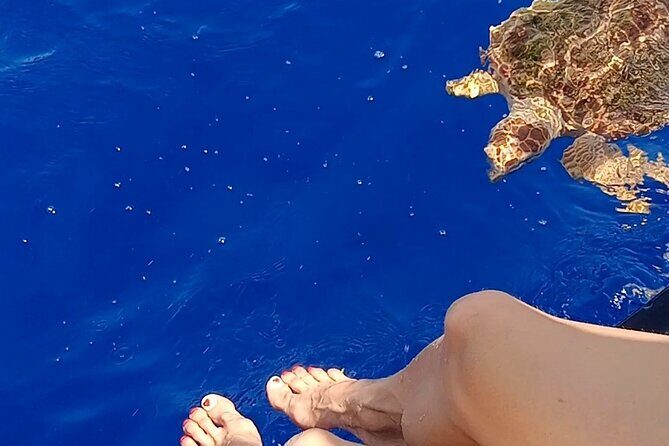 3-hour excursion to Puerto Colón Adeje to see whales - Final Thoughts