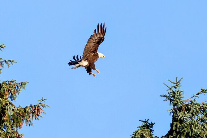 3 Hour Guided Driving Tour in Hoonah Alaska - Pricing and Value