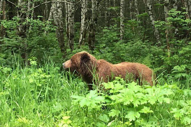 3 Hour Guided Driving Tour in Hoonah Alaska - Practical Considerations