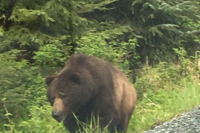 3 Hour Guided Driving Tour in Hoonah Alaska - FAQ