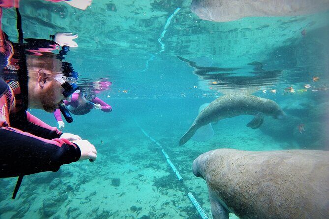 3 Hour Guided Manatee Snorkel - Why This Tour Offers Great Value  