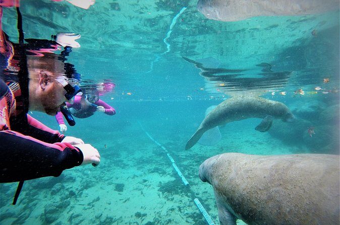 3 Hour Guided Manatee Snorkel - FAQs  