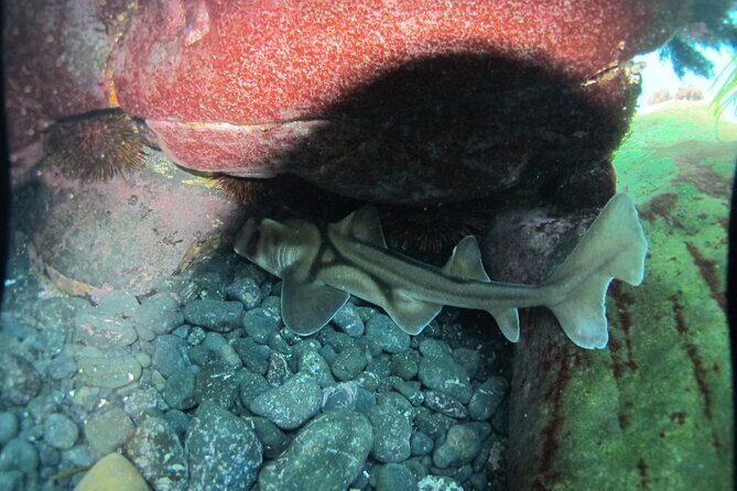 3-Hour Kayak and Snorkeling Experience in Batemans Bay - The Experience Breakdown: What to Expect