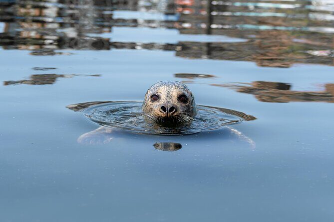 3 Hour Kayak in Vancouver with Coffee on the Beach - An Honest Look at the Kayak and Coffee Tour
