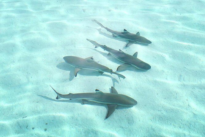 3-hour Lagoon Snorkeling Tour - Shared Tour - Who Would Love This Tour?