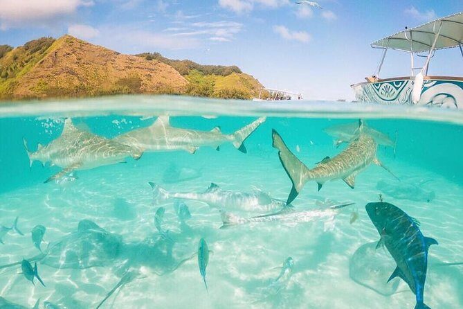 3-hour Lagoon Snorkeling Tour - Shared Tour - FAQ