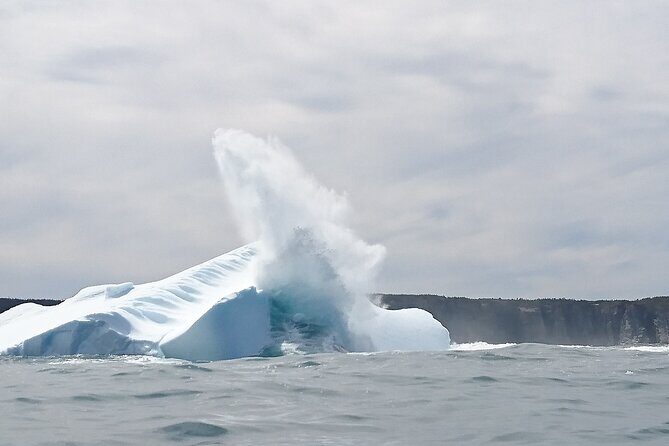 3 Hour Ocean Safari by Zodiac Boat -Whales & Icebergs seasonally - Discover the Thrills of the 3 Hour Ocean Safari by Zodiac Boat in Newfoundland & Labrador