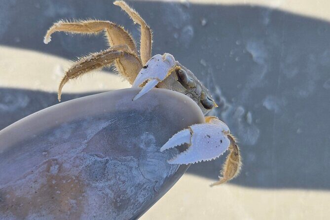 3 Hour Sunset Cruise to Shell Island - FAQs