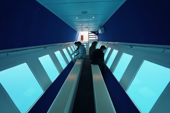 3 Hour Yellow Semi Submarine Swimming Cruise with Drinks Included! - What to Expect from the Itinerary