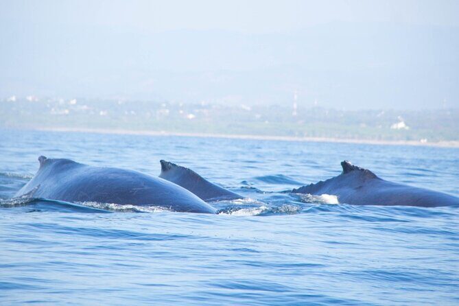 3-Hours Dolphin and Turtle Watching in Puerto Escondido - Introduction