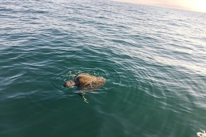 3-Hours Dolphin and Turtle Watching in Puerto Escondido - The Sum Up