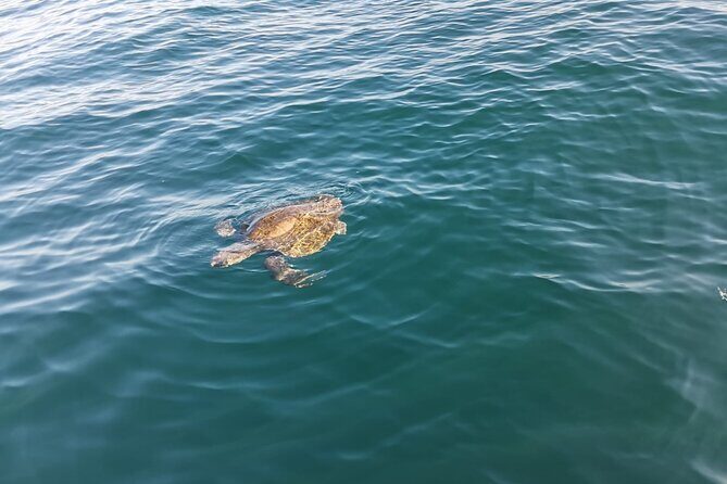 3-Hours Dolphin and Turtle Watching in Puerto Escondido - FAQ