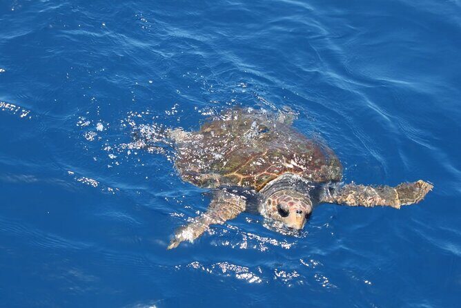3-Hours Shared Tour to Accessible Boat en Canary Island - Marine Wildlife Encounters
