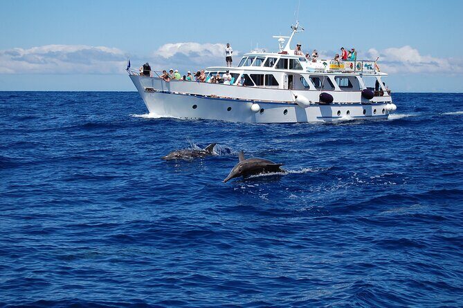 3 hrs Boat Excursion for whale watching from Valle GR (La Gomera) - Transport, Group Size, and Practical Considerations