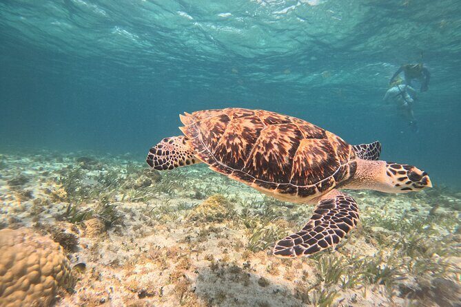 3 in 1 Jungle Speedboat and Snorkeling in Cancun - An In-Depth Look at the Tour Experience