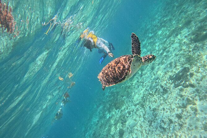 3 in 1 Jungle Speedboat and Snorkeling in Cancun - Who Should Book This Tour?