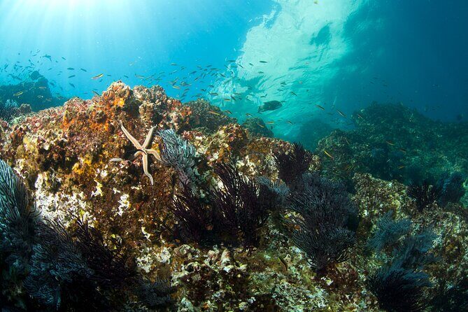 3 Tank Combo Cabo Reserve & Corridor, Certified Divers with MANTA - Practical Details and Tips