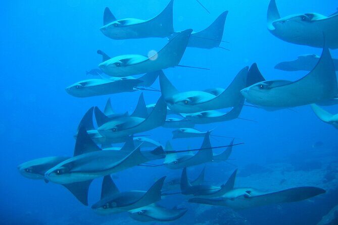 3 Tank Combo Cabo Reserve & Corridor, Certified Divers with MANTA - Why Youll Love This Tour
