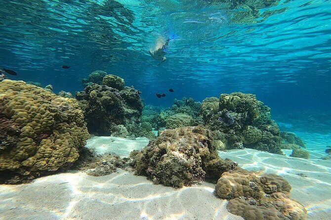 3h dolphin and snorkeling tour in a wild lagoon with Mobydick - What to Expect on the Mobydick Tahiti Dolphin & Snorkeling Tour