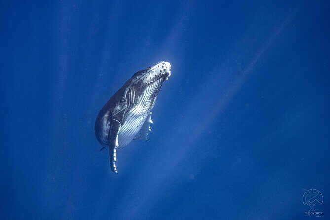 3h dolphin and snorkeling tour in a wild lagoon with Mobydick - FAQs