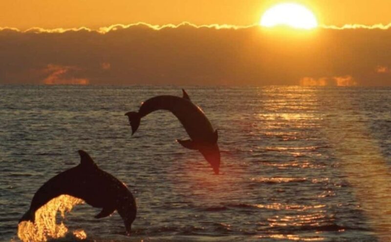3hours Dolphin Sunset watching with unlimited drinks +dinner - An In-Depth Look at the Croatian Dolphin Sunset Cruise