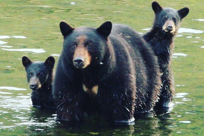 3hr Custom Private Tour of Ketchikan (4 People) Wildlife + More - Who Will Love This Tour?