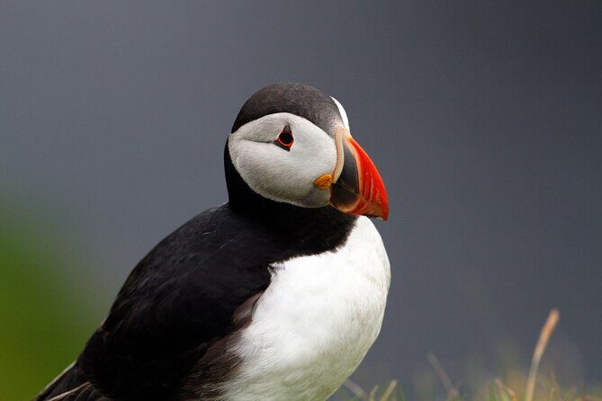 4 Day Mull, Iona and Staffa Puffin Experience from Edinburgh - A Deep Dive into the 4-Day Itinerary