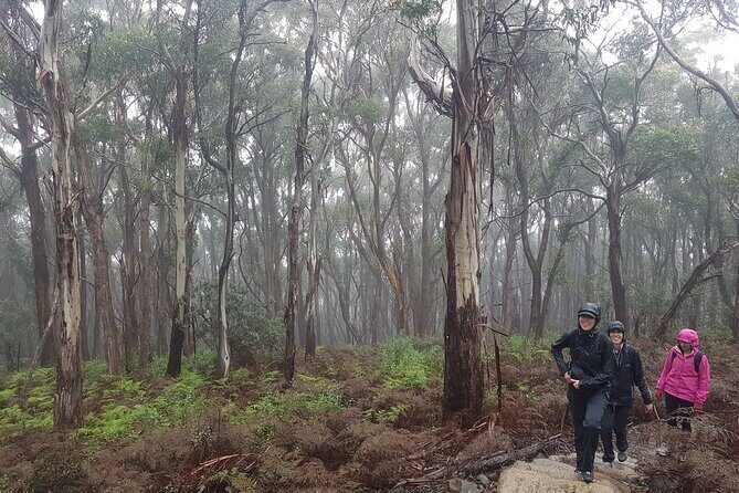 4 Day Wild Tasmania Tour / Wildlife, Nature, Hiking / Inc. Accom - Who Should Consider This Tour?