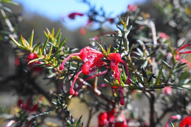 4 Days Private Walking Tour in South Australia - FAQ