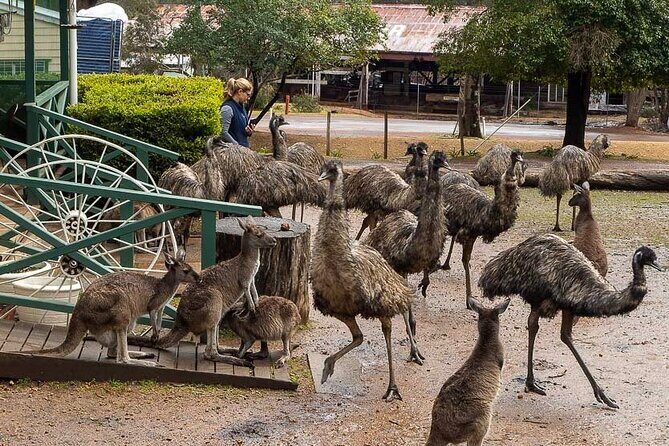 4 Days Tour to Pink Lake Kalbarri, Margaret River and South West - Authentic Insights from Past Participants