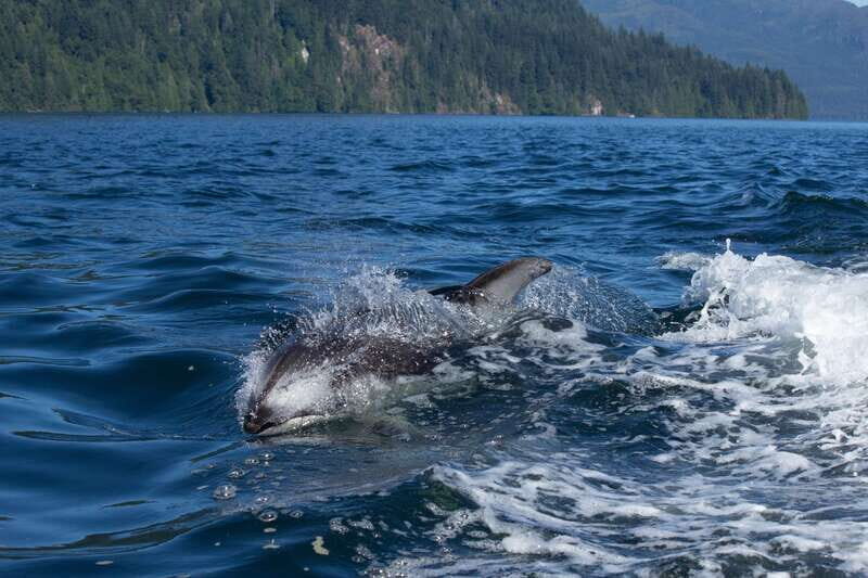 4 Hour Campbell River Whale & Wildlife Tour | Discovery West - Key Points