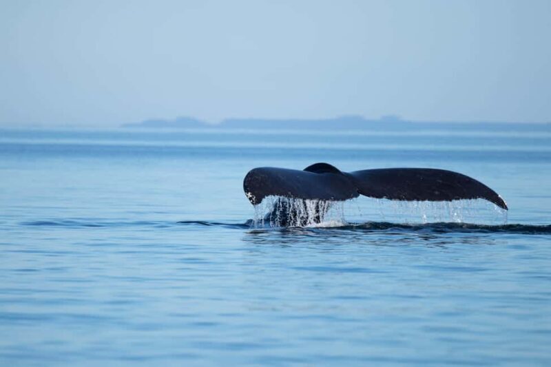4 Hour Campbell River Whale & Wildlife Tour | Discovery West - An In-Depth Look at the Experience