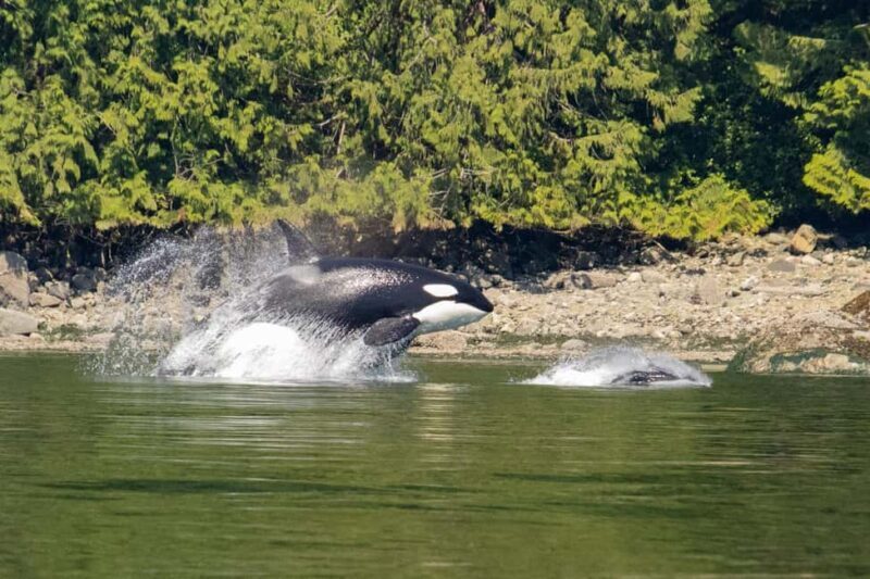 4 Hour Campbell River Whale & Wildlife Tour | Discovery West - Who Should Book This Tour?