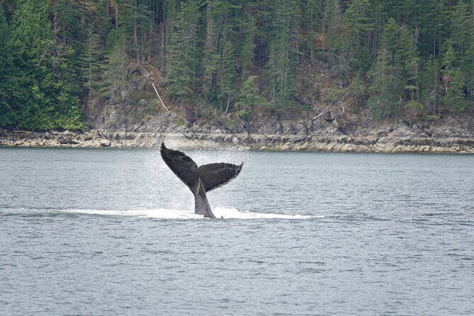 4 hour Covered Boat Whale and Wildlife Tour - Discover Vancouver Island’s Wildlife on a 4-Hour Covered Boat Tour