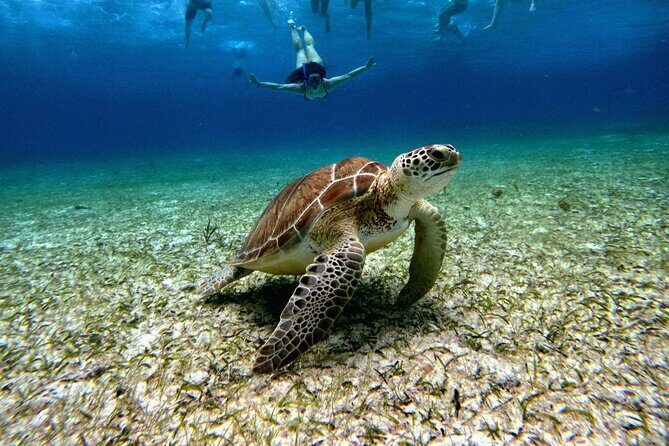 4 Hour Cozumel Turtle Sanctuary Experience on a Luxury Catamarán - An In-Depth Look at the Experience
